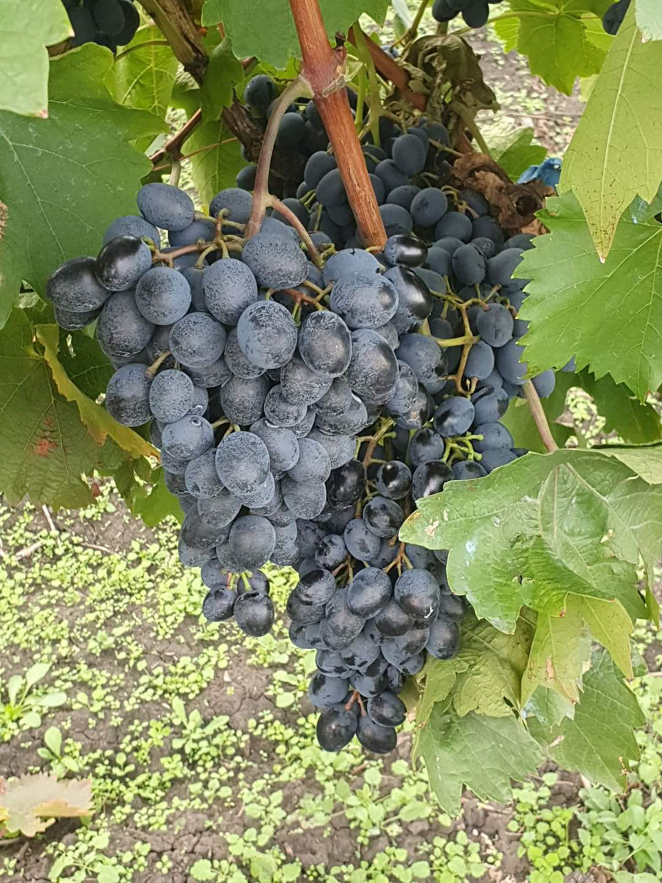 Poama Moldova!!!