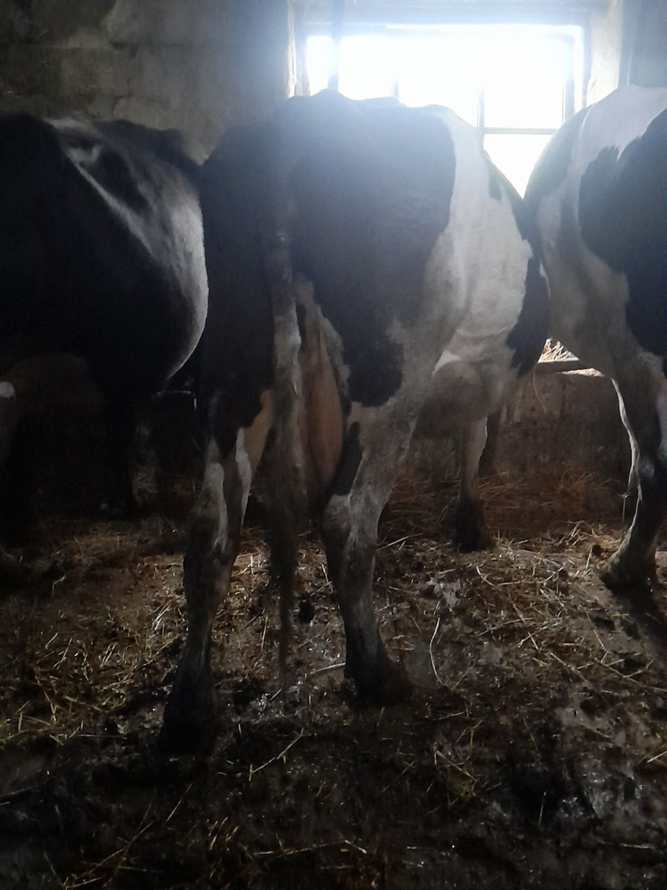 Vind patru vaci bune de lapte