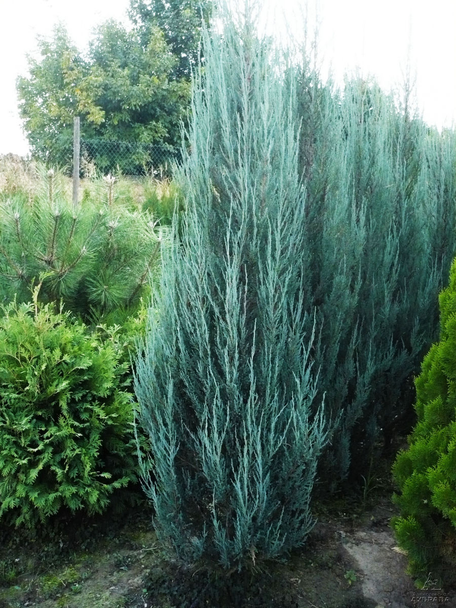 Juniper Blue Arrow