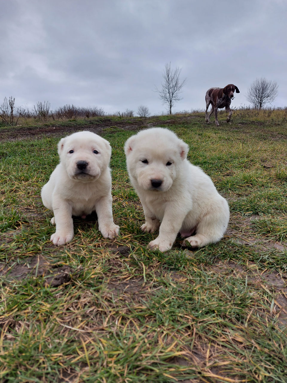 Vând căței de rasă Alabai!