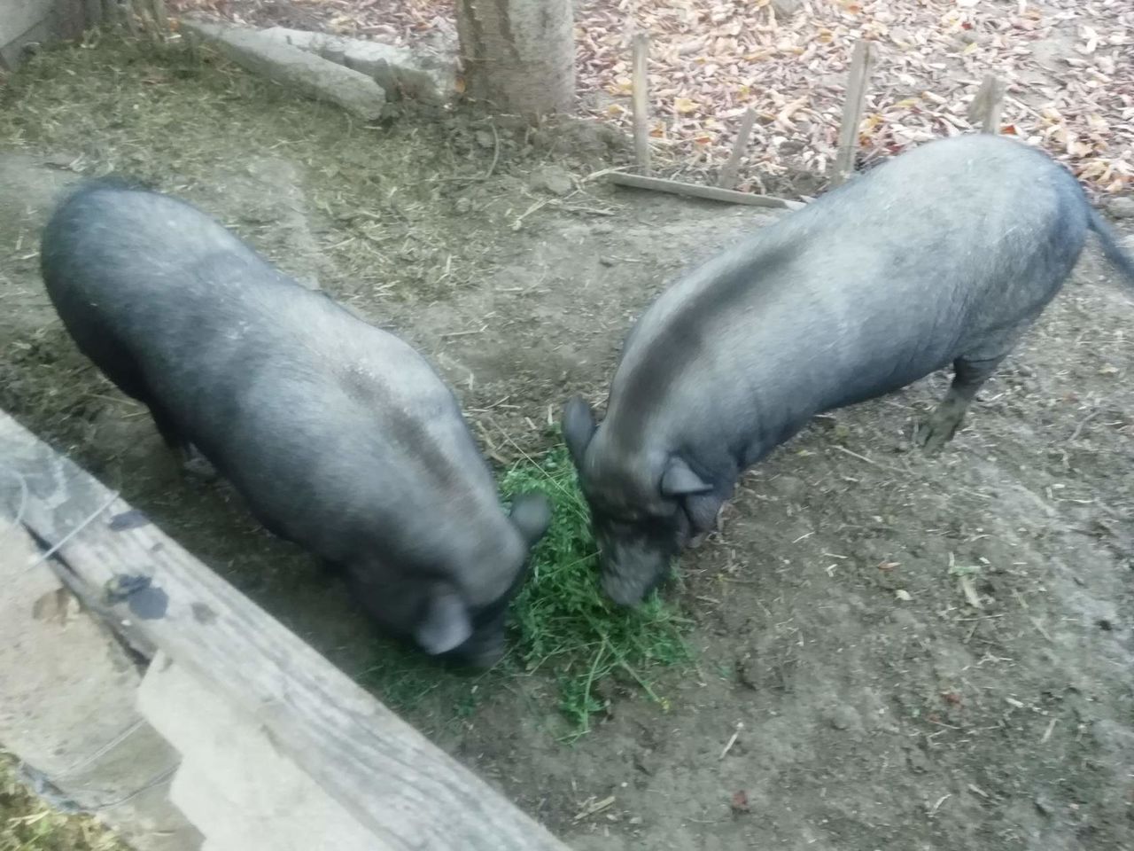 Vindem porci Vietnamezi
