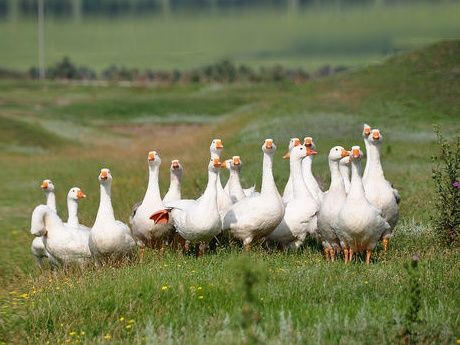 Vind 10 giste mari 250 bucata