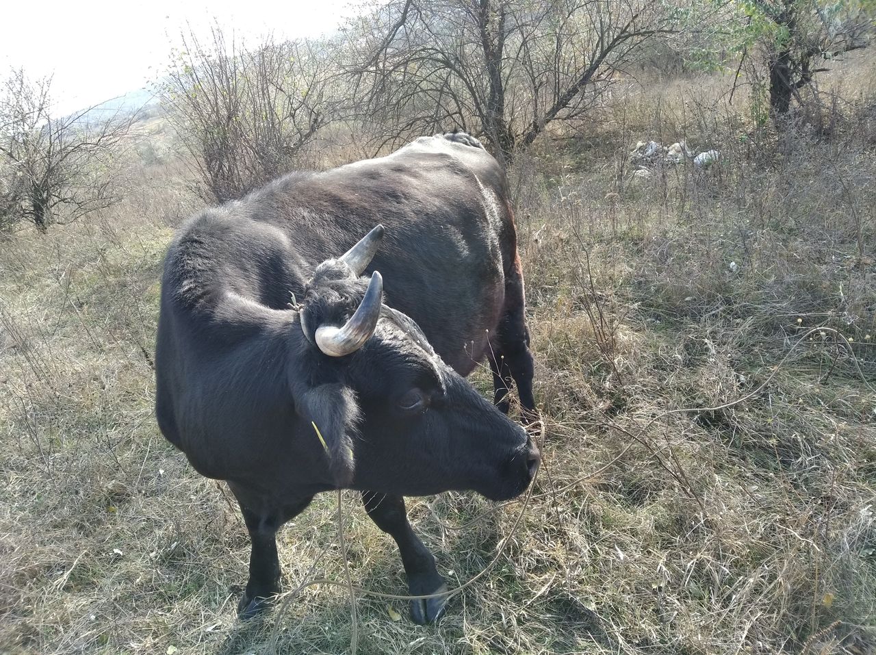 se vinde vaca dial dolia fatare