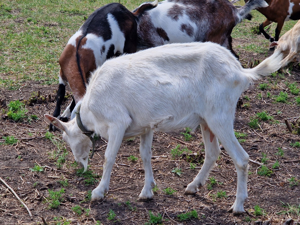 Vind caprita saanen dupa prima fatare