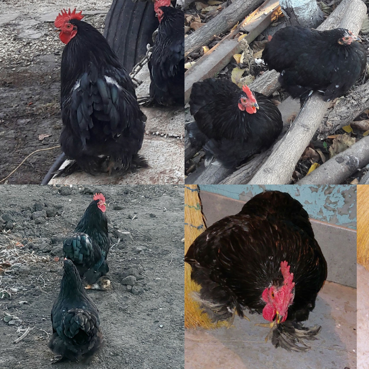 Cochini Pitici de vânzare