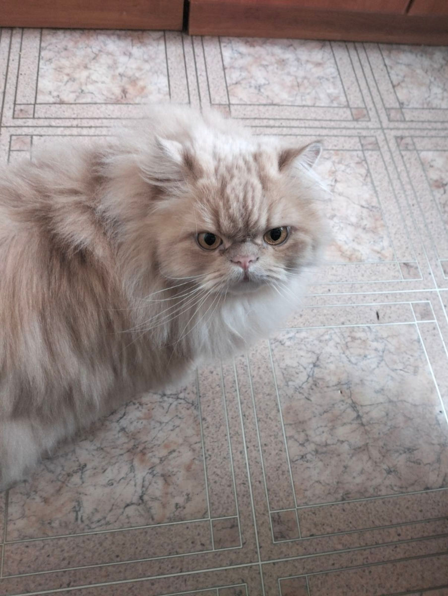 Кот стерилизованый.подарю