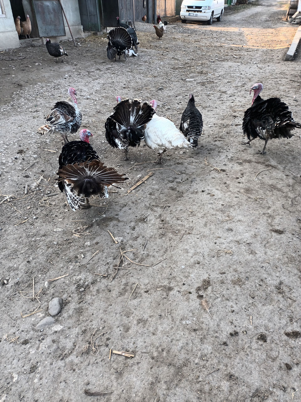 Vindem curcani tineri