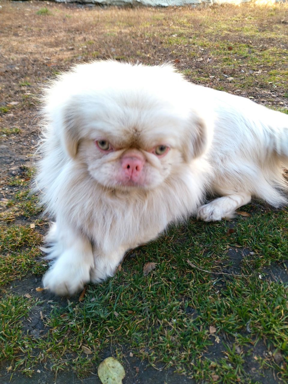 Pechinez la împerechere!!!