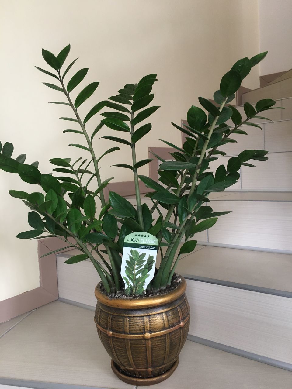 Floarea banilor!!! Dacă doriți, pot să o aduc în raza orașului. Foarte ...