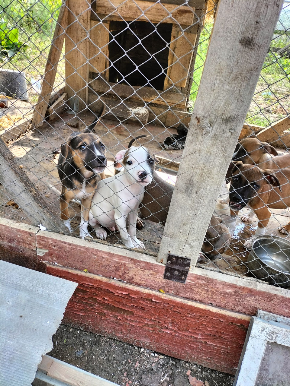 Vind catei de rasa pidbuli