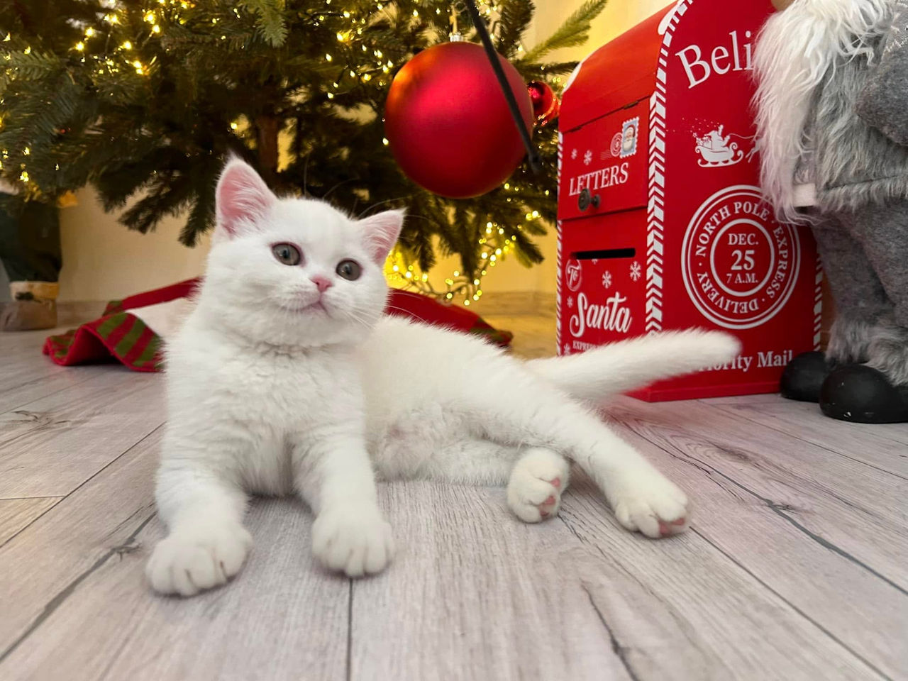 Pisoiași albi rasă pură, de la motan alb scottish fold longhair, ochi ...