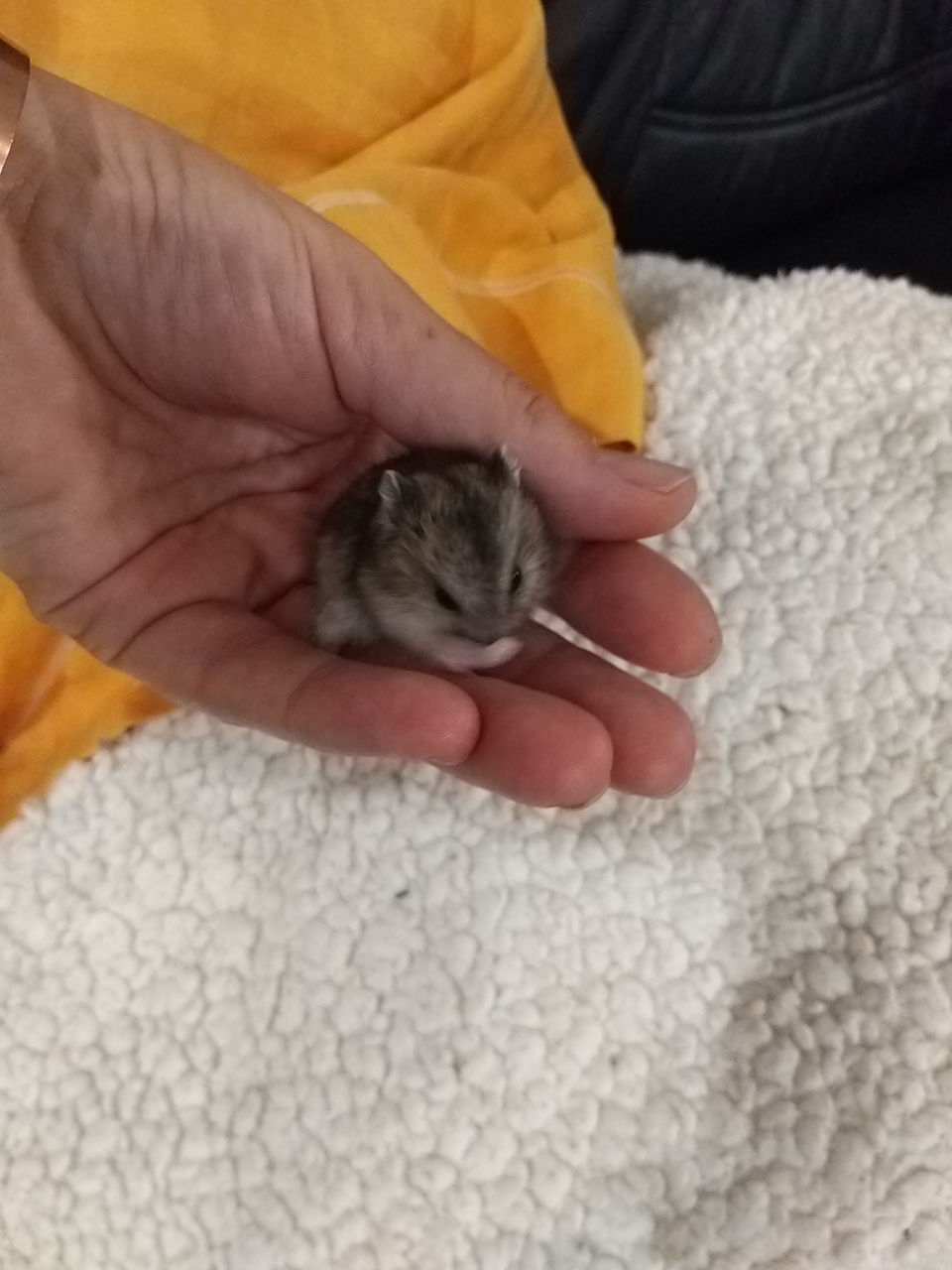 Vind hamsteri sirieni( 45 lei) si pitici( 25 lei) Chișinău.