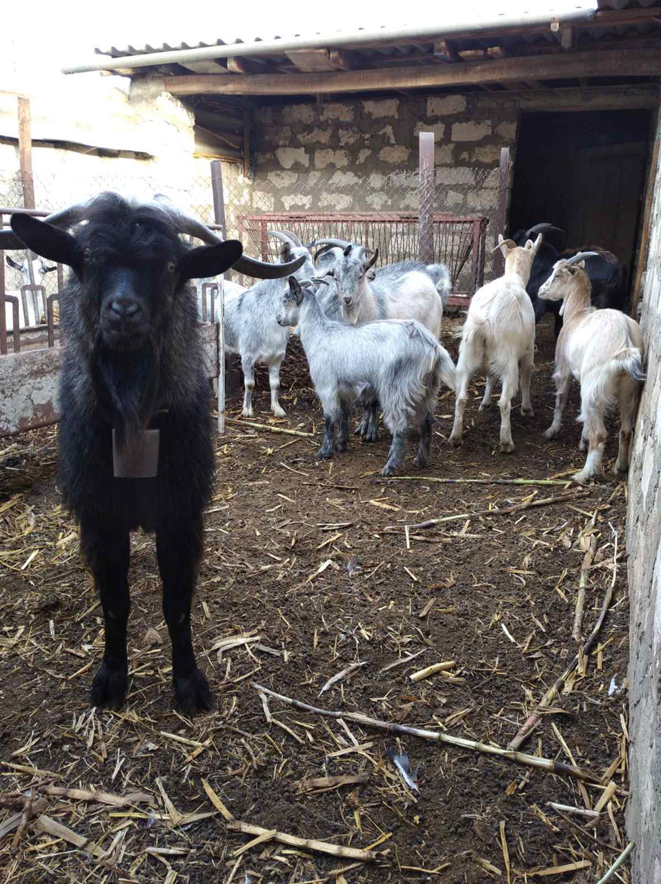 vand capre bune de lapte,tapi