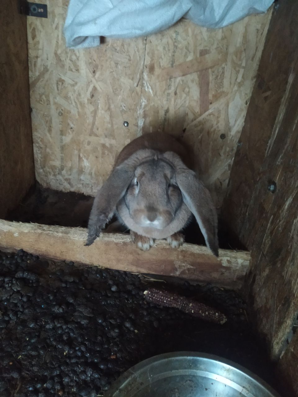 Berbec german si simpli