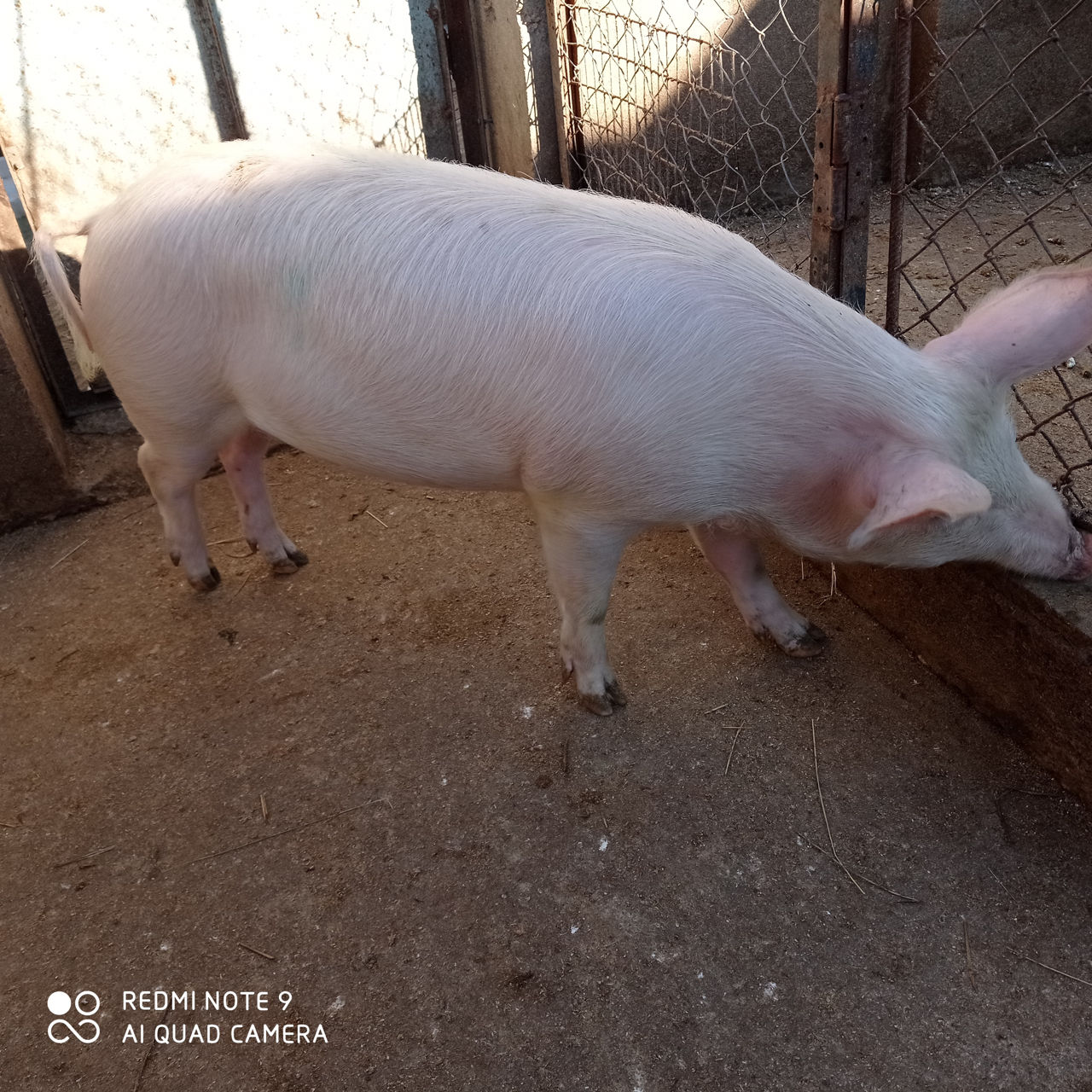 Vind doua purcele inre 45 si 50kg.pretul 6700lei