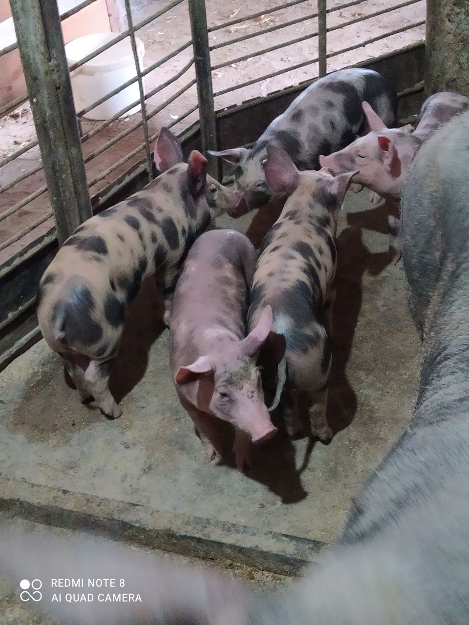 Purcei purcele de rasă (Yorkshire și Petrean)