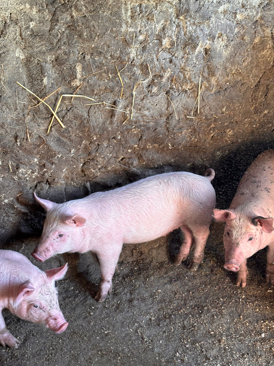 Vând purcei de casă