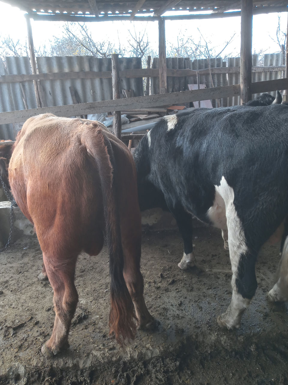 Se vind viței mari la carne