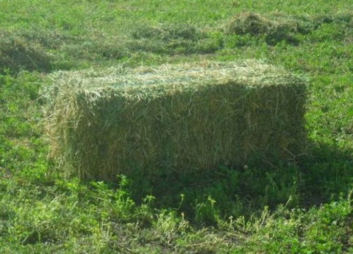 Люцерна тюкованная