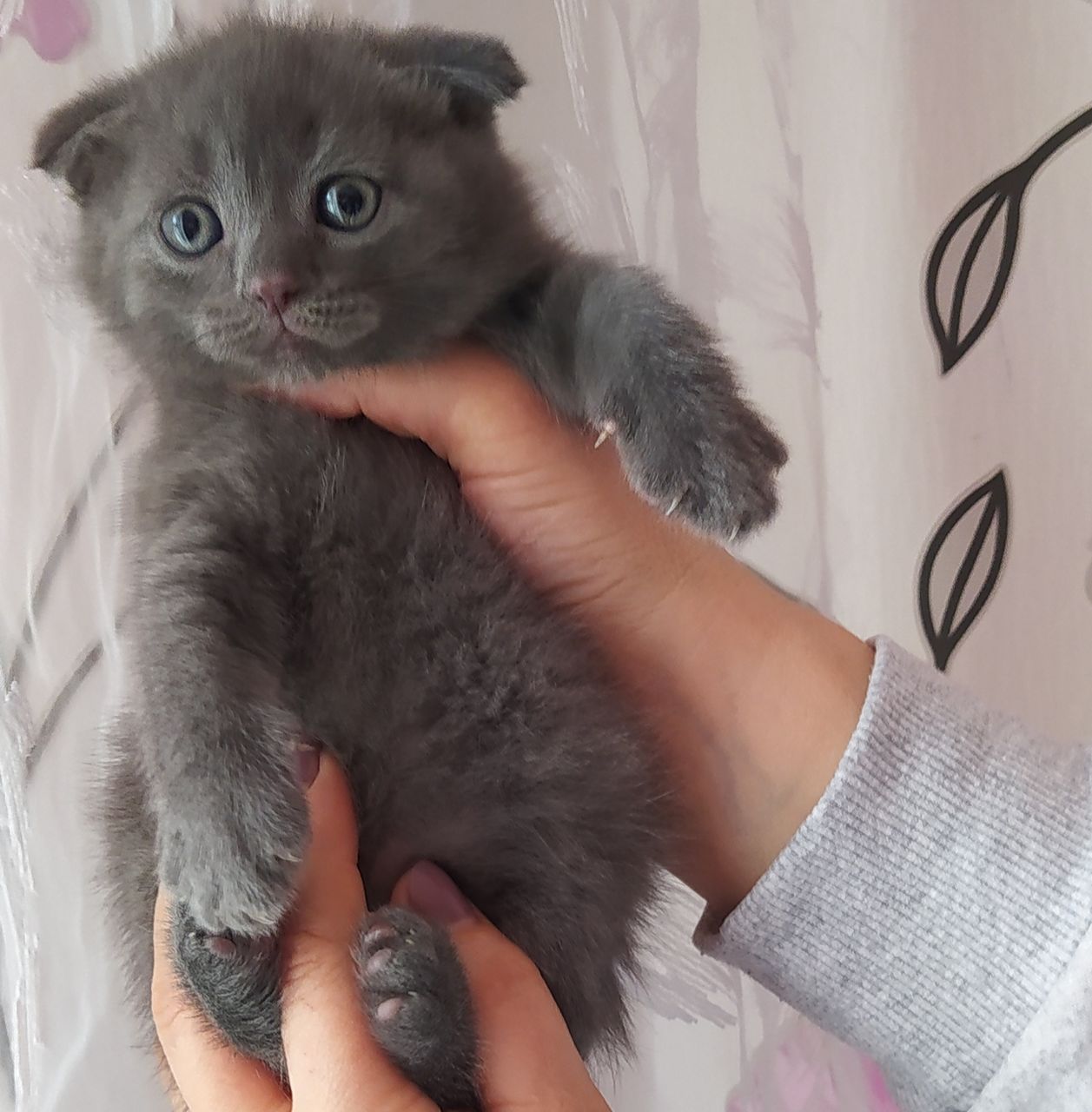 Вислоухий шотландец