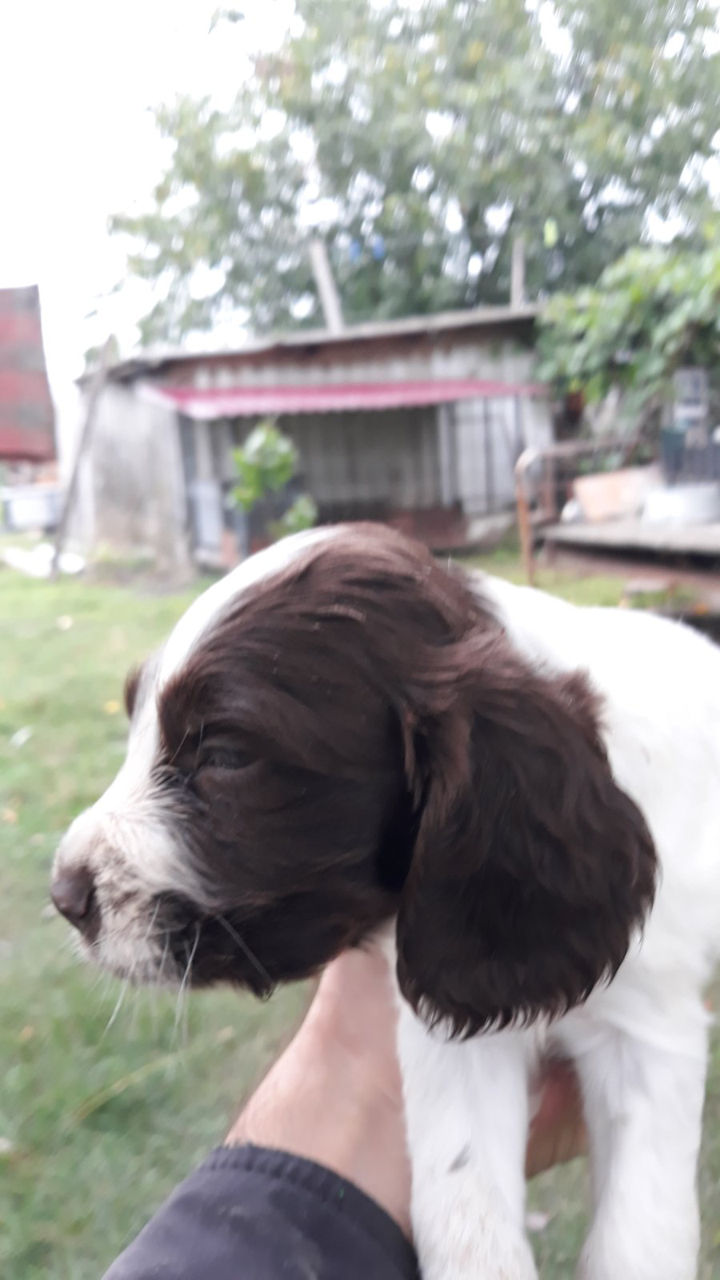 Vînd pui de câine de vânătoare - Spaniel rusesc