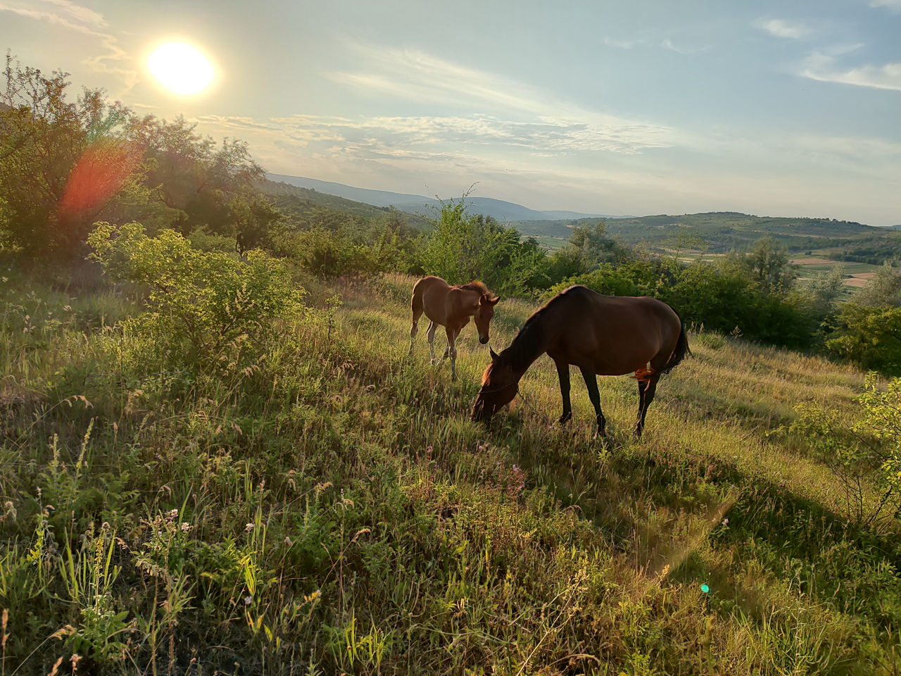 Se vinde cal cu căruță mai multe detalii la tel