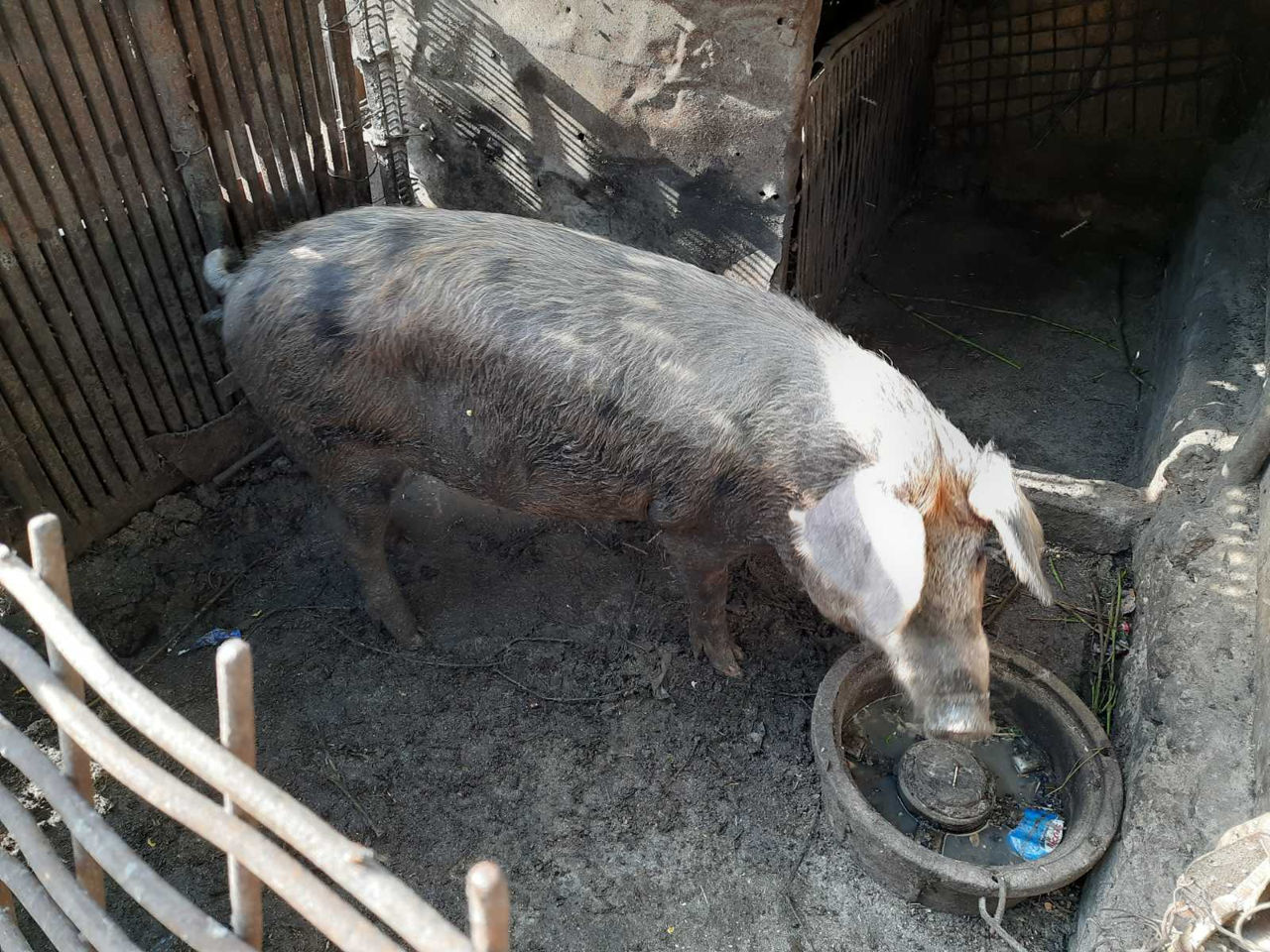 Vind 2 porci de rasa de carne 90- 100kg.