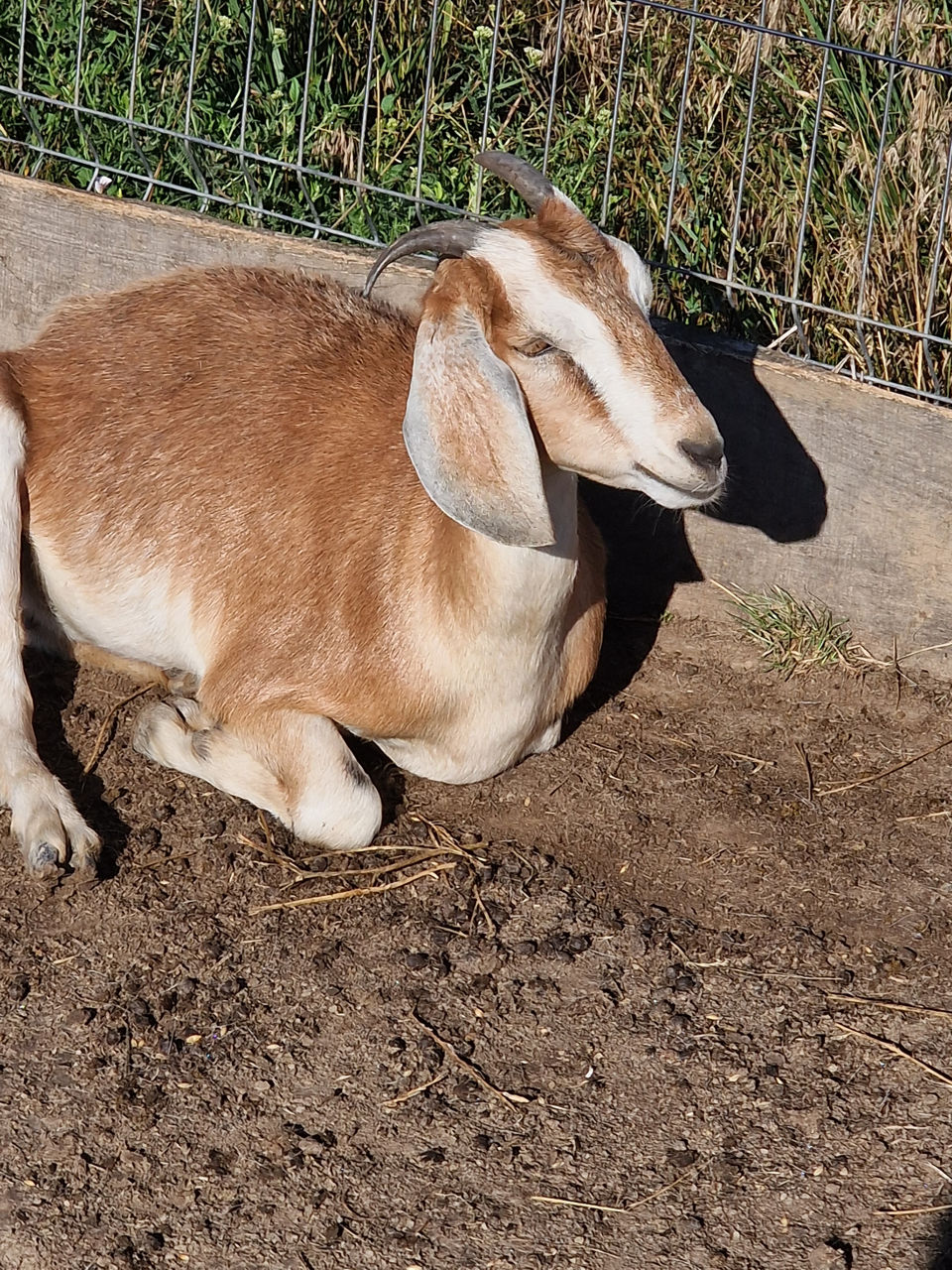 Vind capre urjent Nubiene