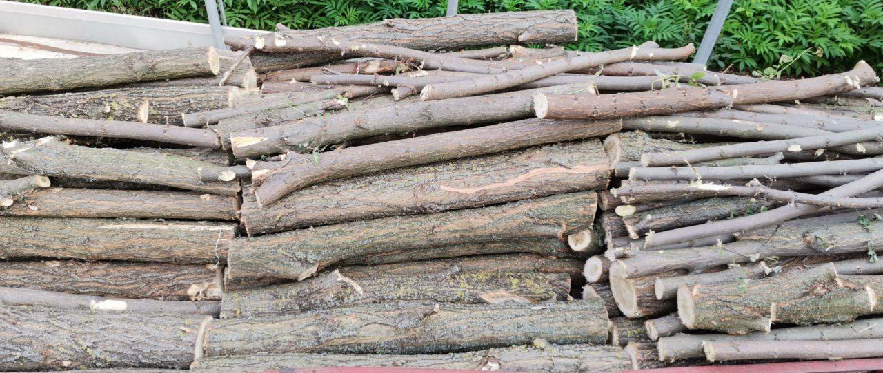 Lemne de foc - specii tari Salcam Ulm Artar