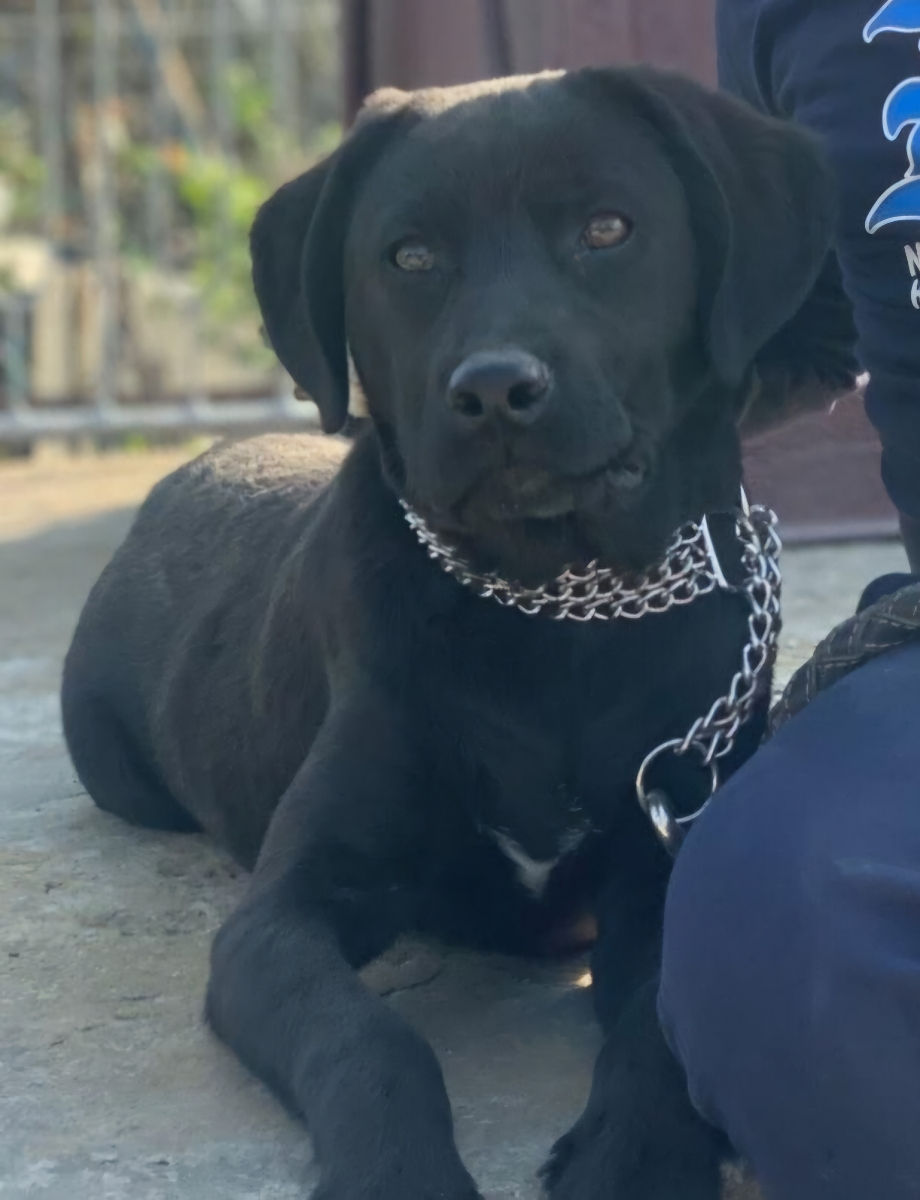 Labrador,o fetiță negră , 6luni