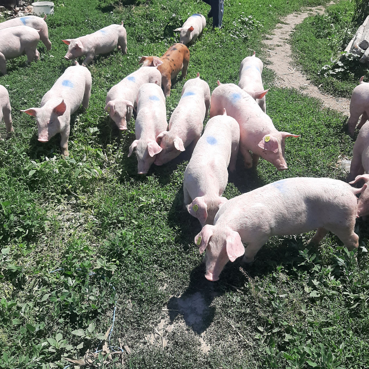 Vind purcei de rasa landras +pietrean cîntaresc25-30 kg