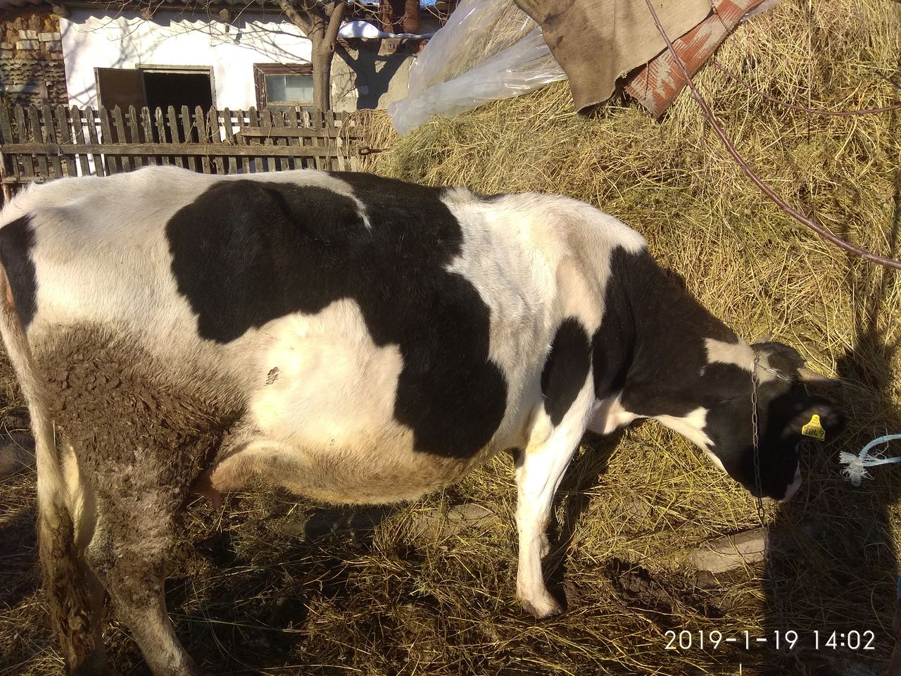 Vaca cu a 4 vitel a fata