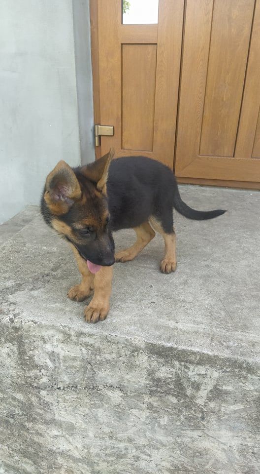 Câine Ciobănesc german Немецкая овчарка