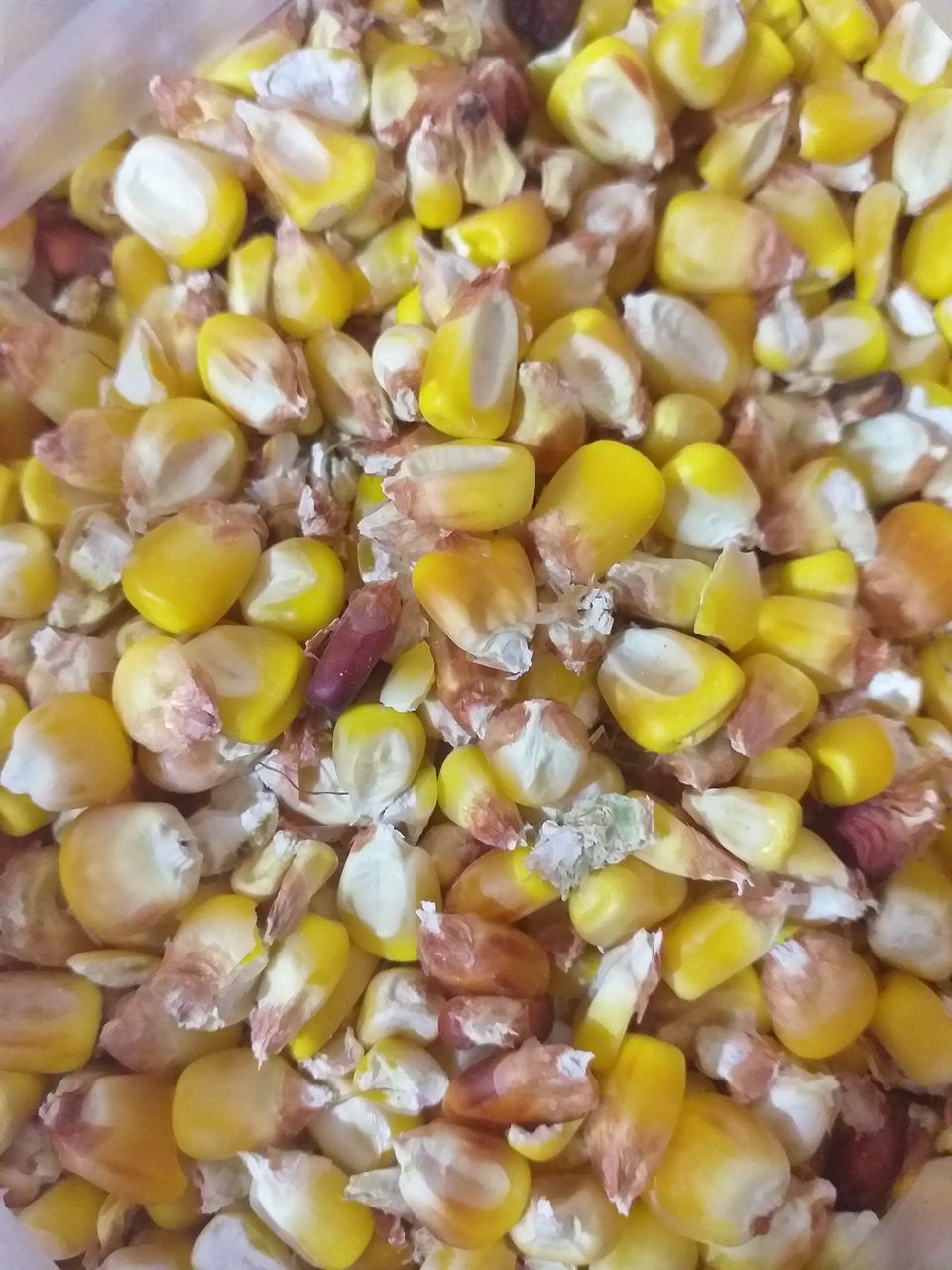 Cumpar porumb in cantitați mari şi mici