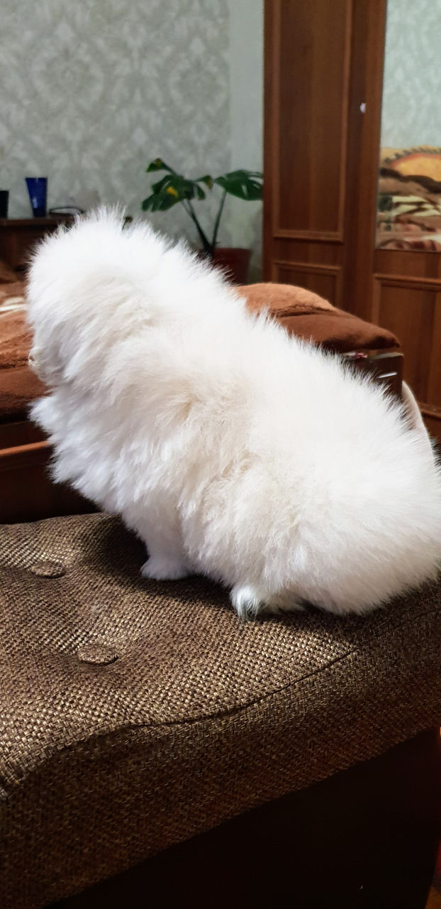 Catei pecinezi imperial