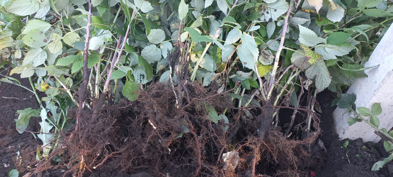 Butasi de zmeura Polana