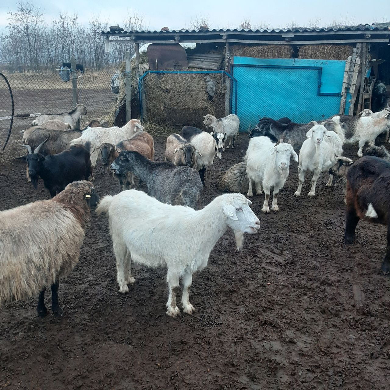 Vind 50 de capre foarte bune de lapte