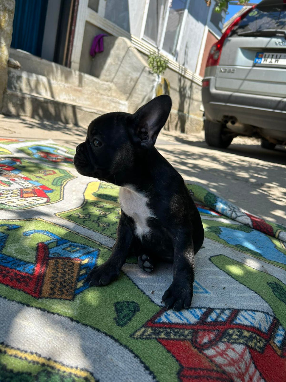 Se vind buldogi francezi