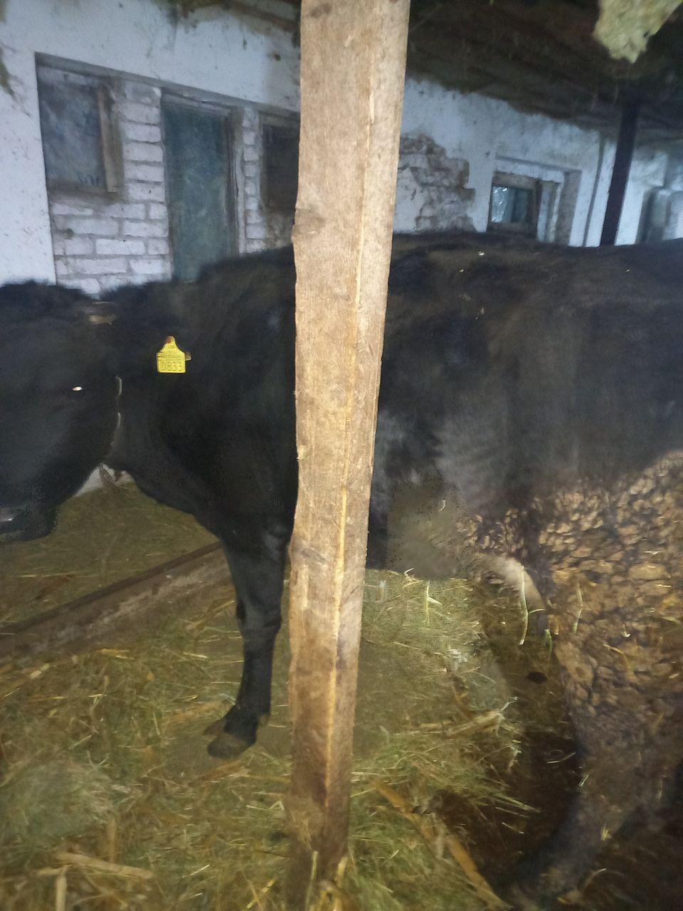 Vînd vaci bune de lapte!