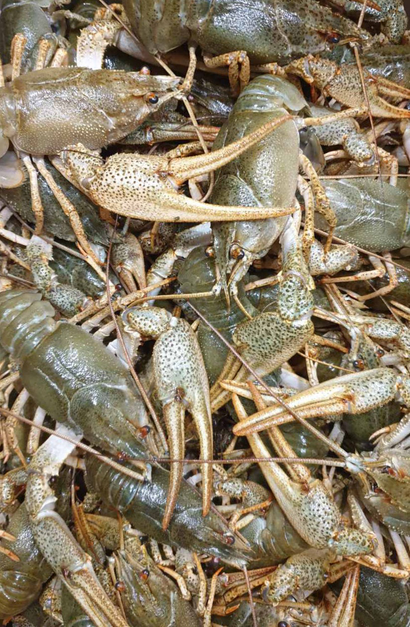 Raci Mari Vii Livrare