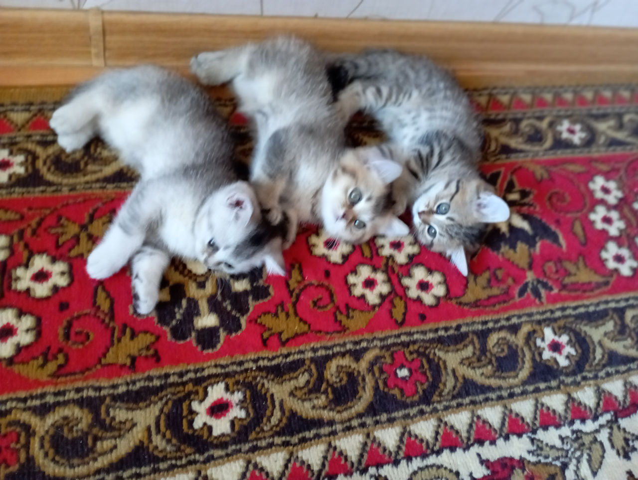 Pisicute de vînzare