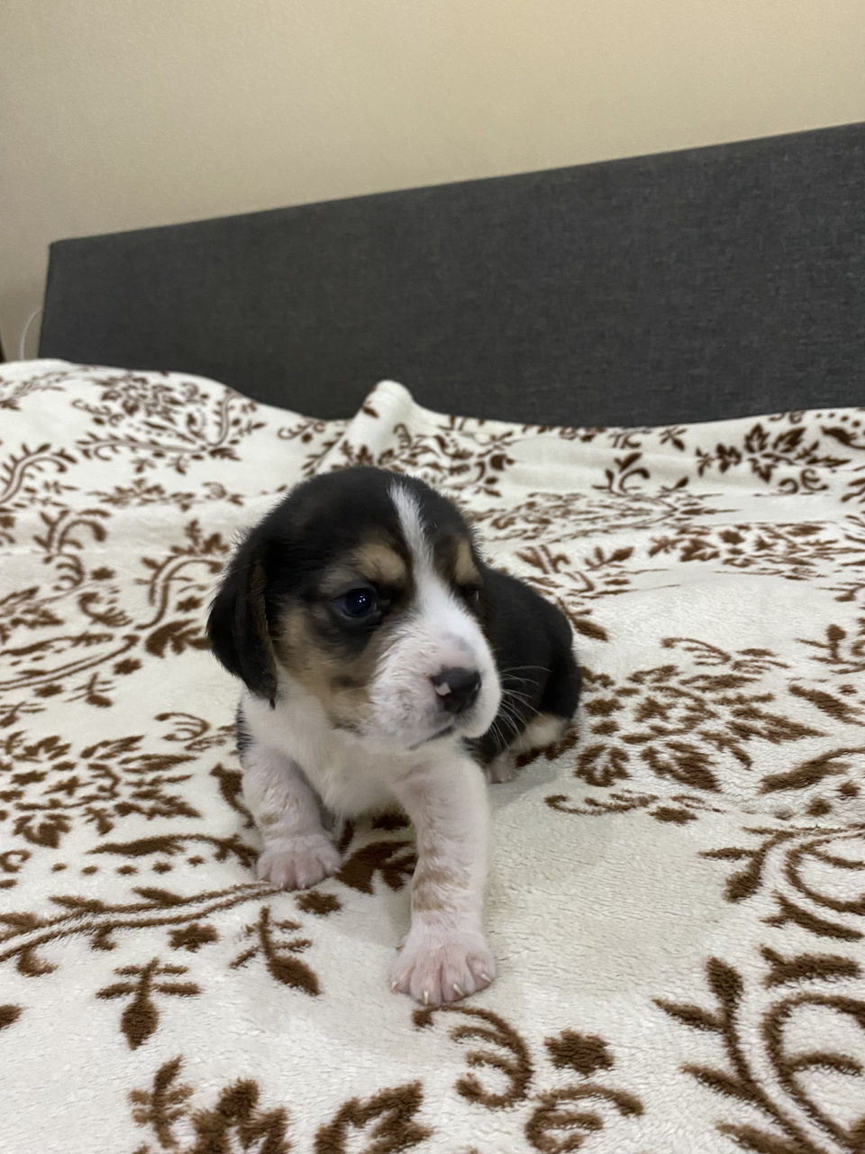 Vând cățeluș de rasă Beagle