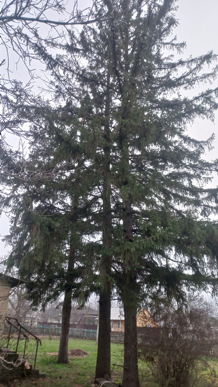 Se vînd copaci de brad pentru material înălțime +-20metri grosimea la ...