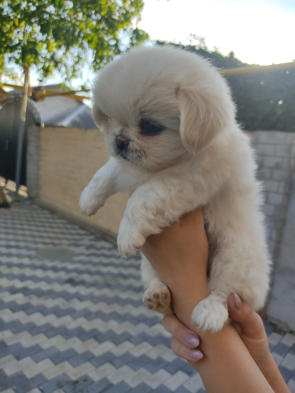 Caralevschie pecinez.O Fetita .Rasa curata
