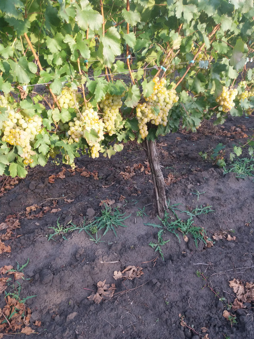 Se vinde poama alba suruceni, poama moldova