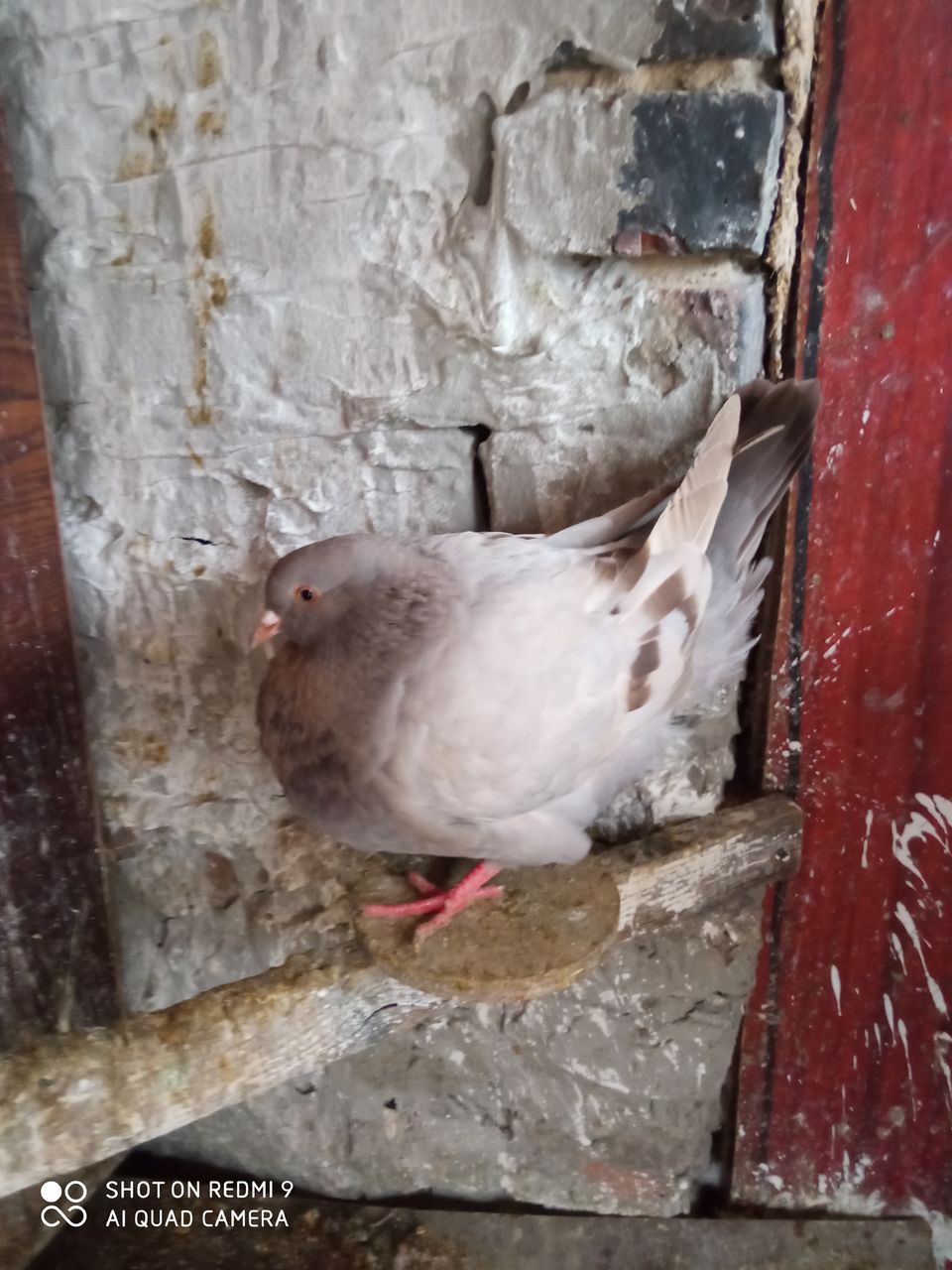 Vind porumbei pui texani.porumbei pui lux polonez.