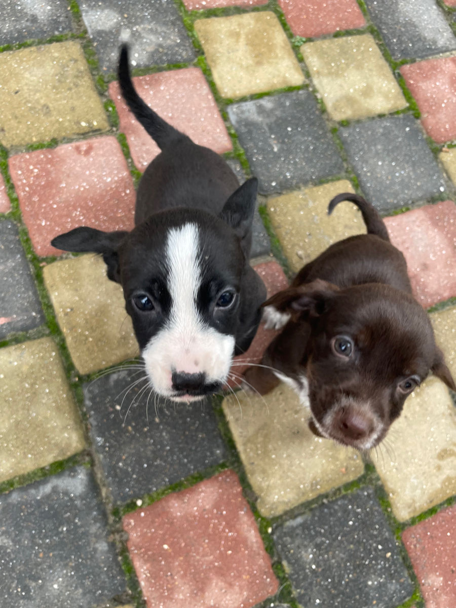Cocker Spaniel/Jack russel terrier