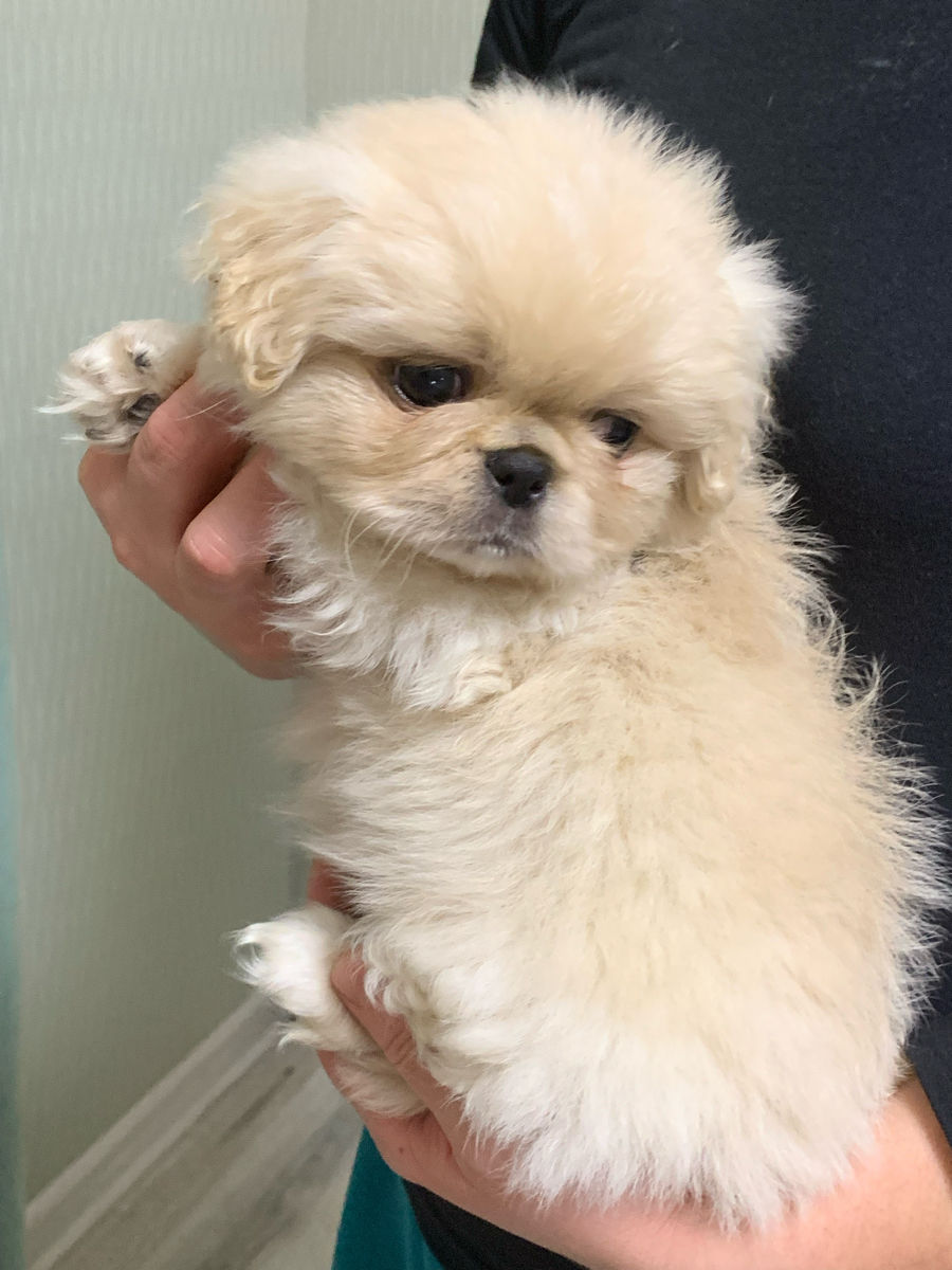 Pekinez imperial rasa curată