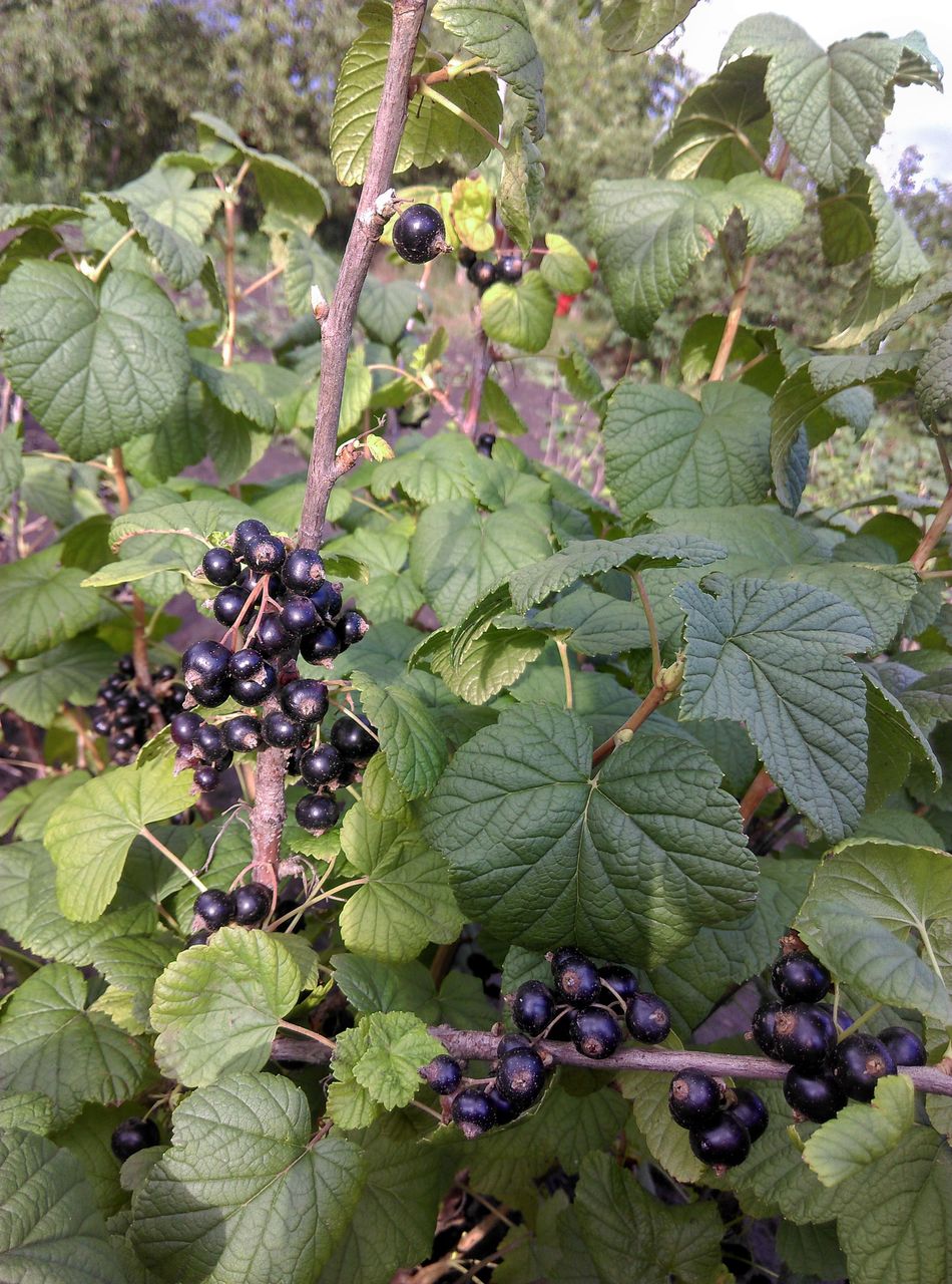 Coacaza neagra Krasa Livova de 2 si 3 ani,,,,mure thorn free de 1 si 2 anu