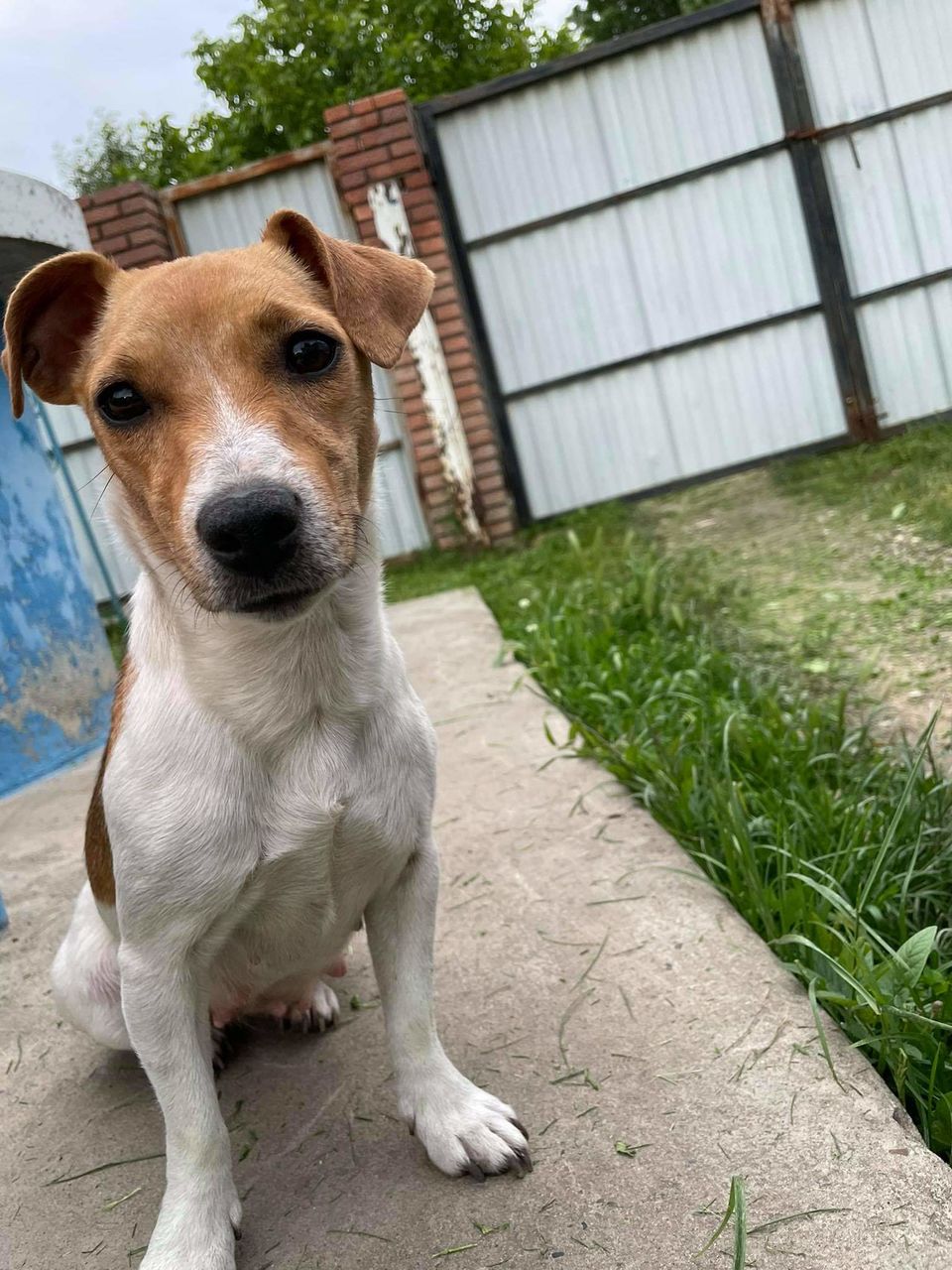 Vind cățel djek rasel teriier